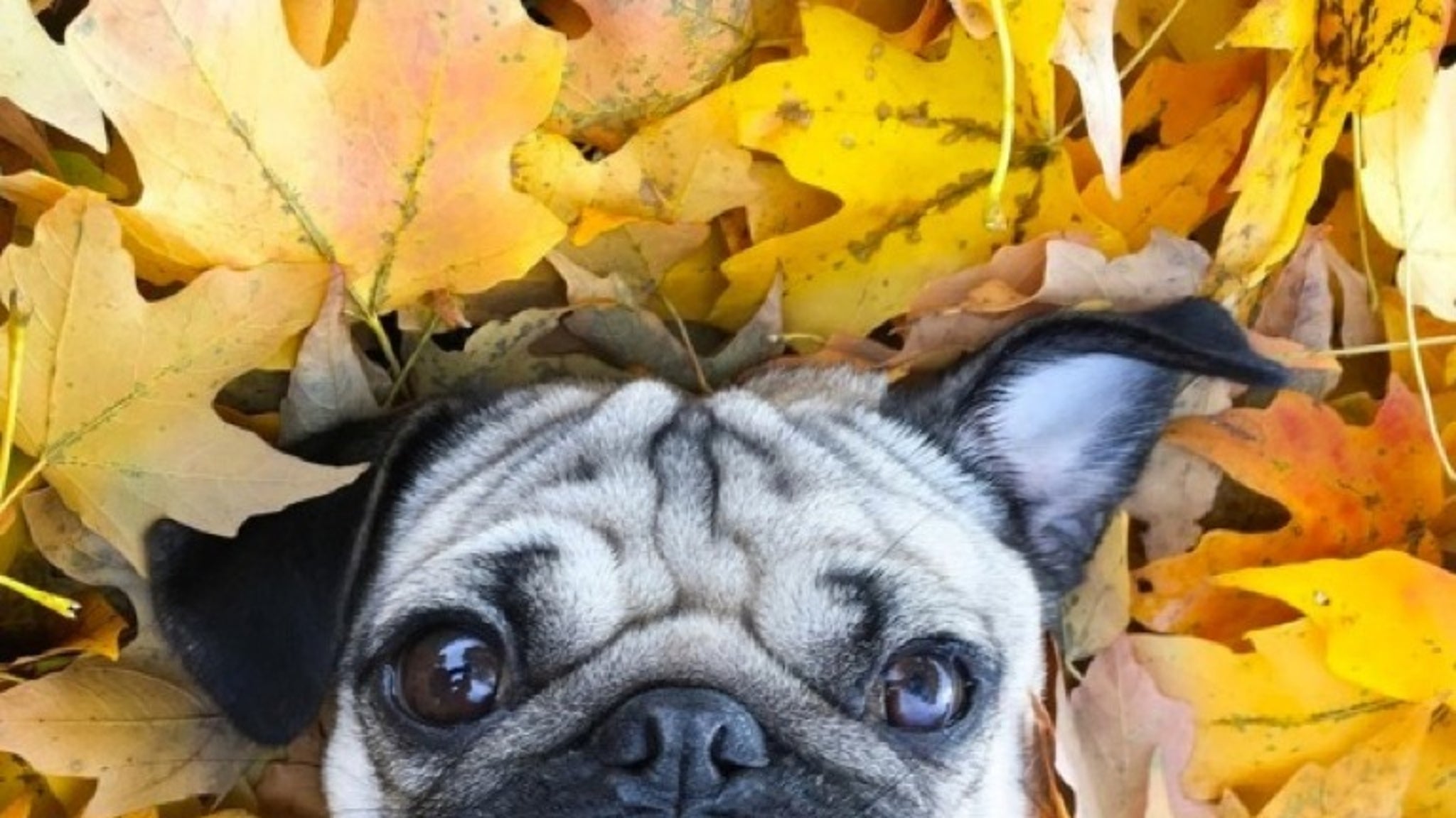 Doug the Pug -- Instagram's Hippest Dog In Fall Bloom!
