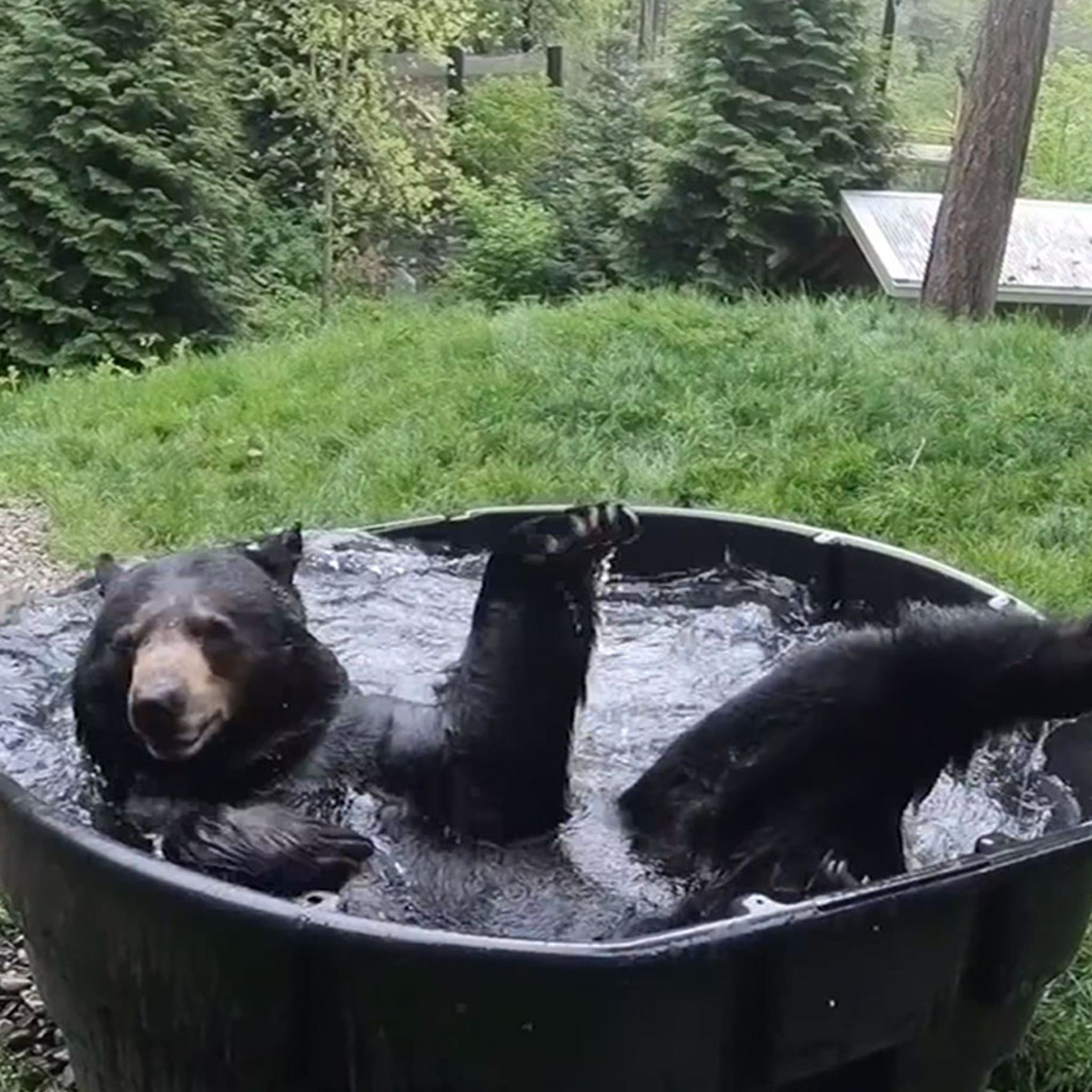 bear bath next