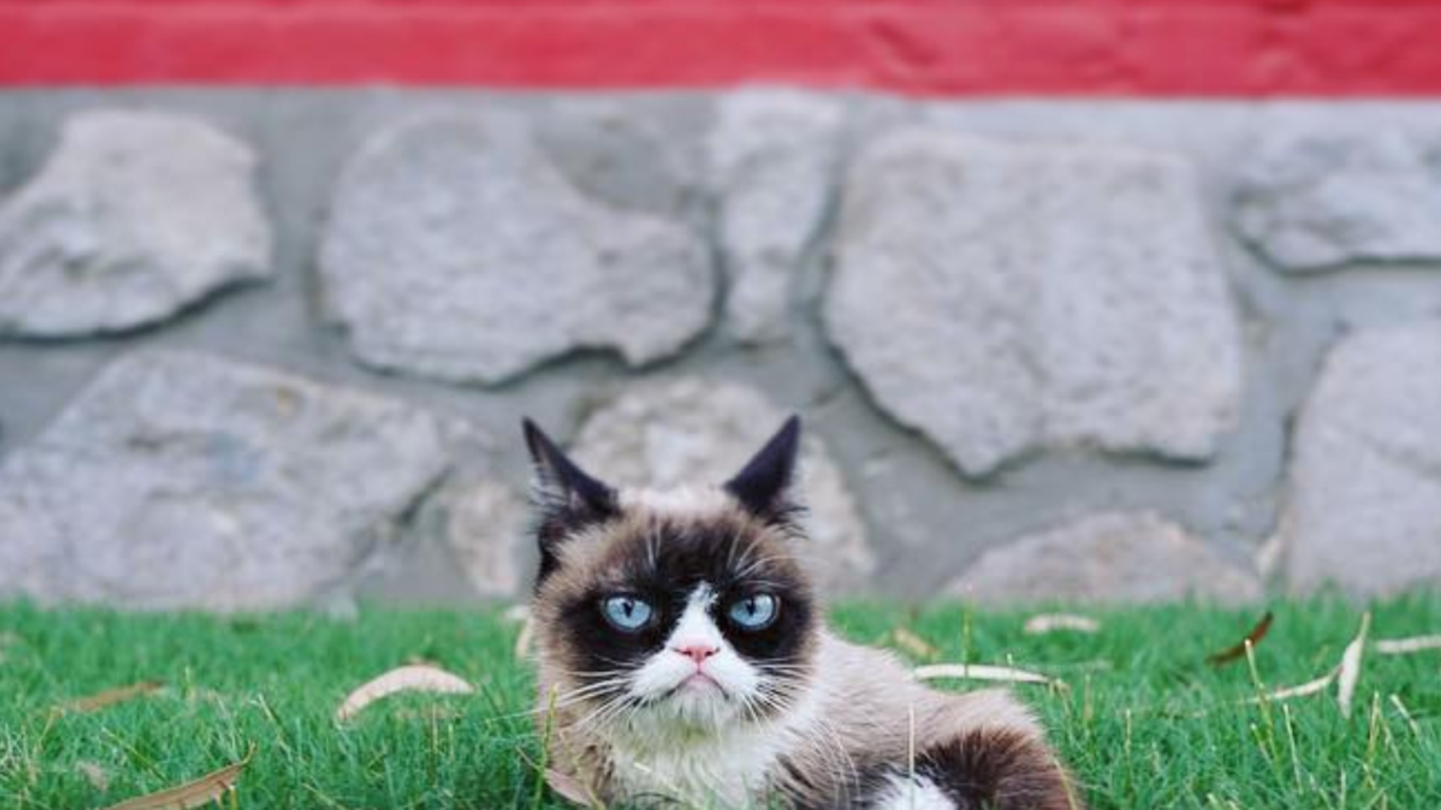 Grumpy Cat Pictures