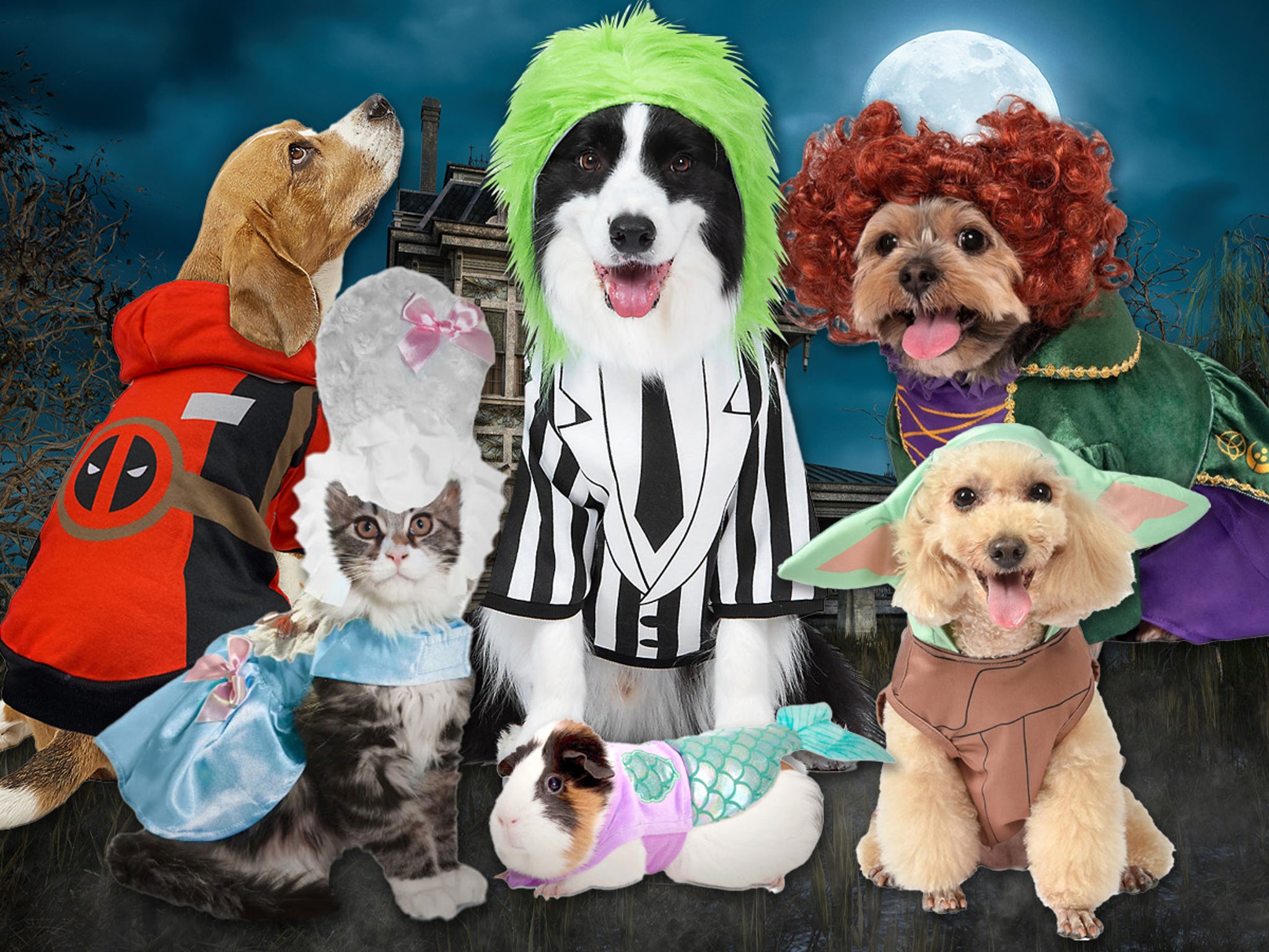 Creepy Kooky Halloween Costumes for Pets