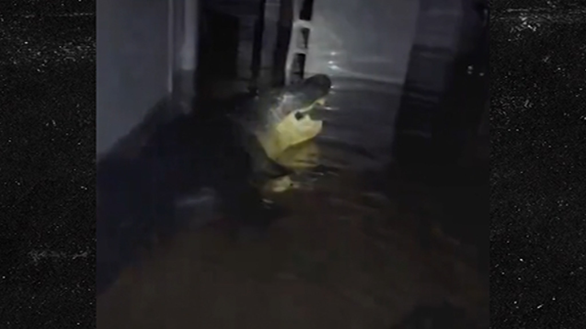 Floridians Find Alligator Chilling In Their Home During Hurricane Milton