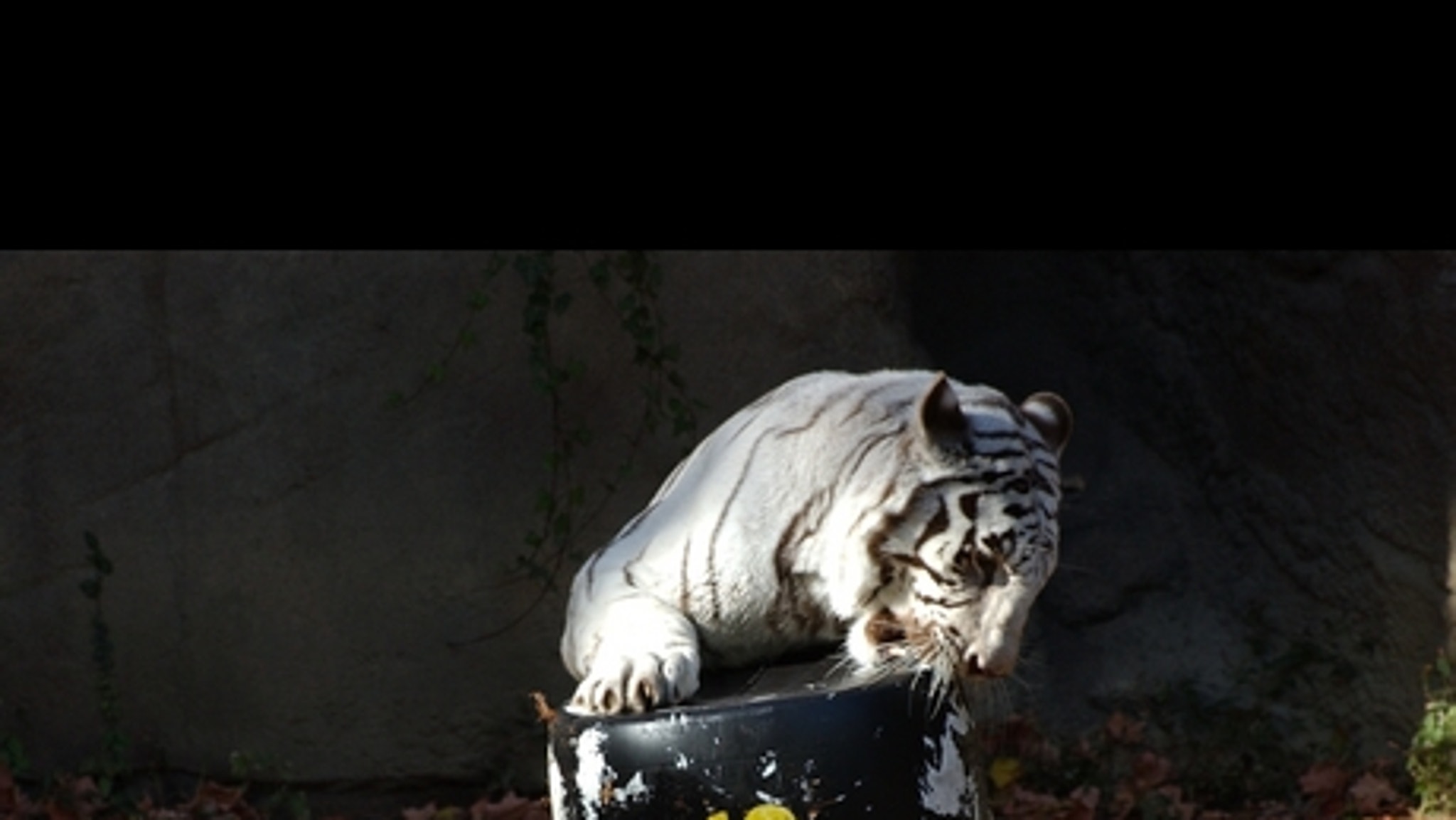 Tiger Eating Steelers