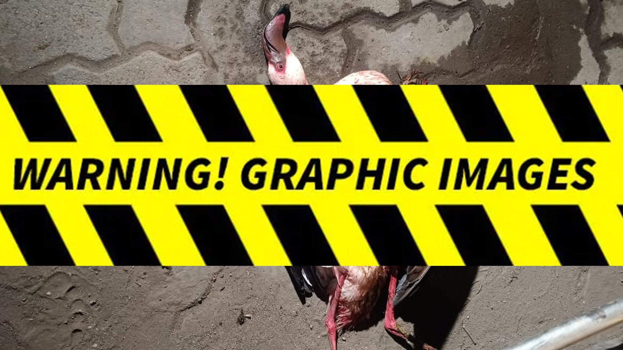 Dozens of flamingos dead after being struck by an aircraft