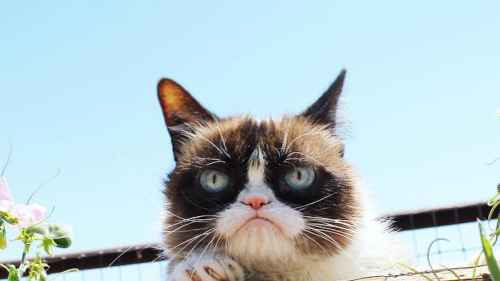 Grumpy Cat Pictures