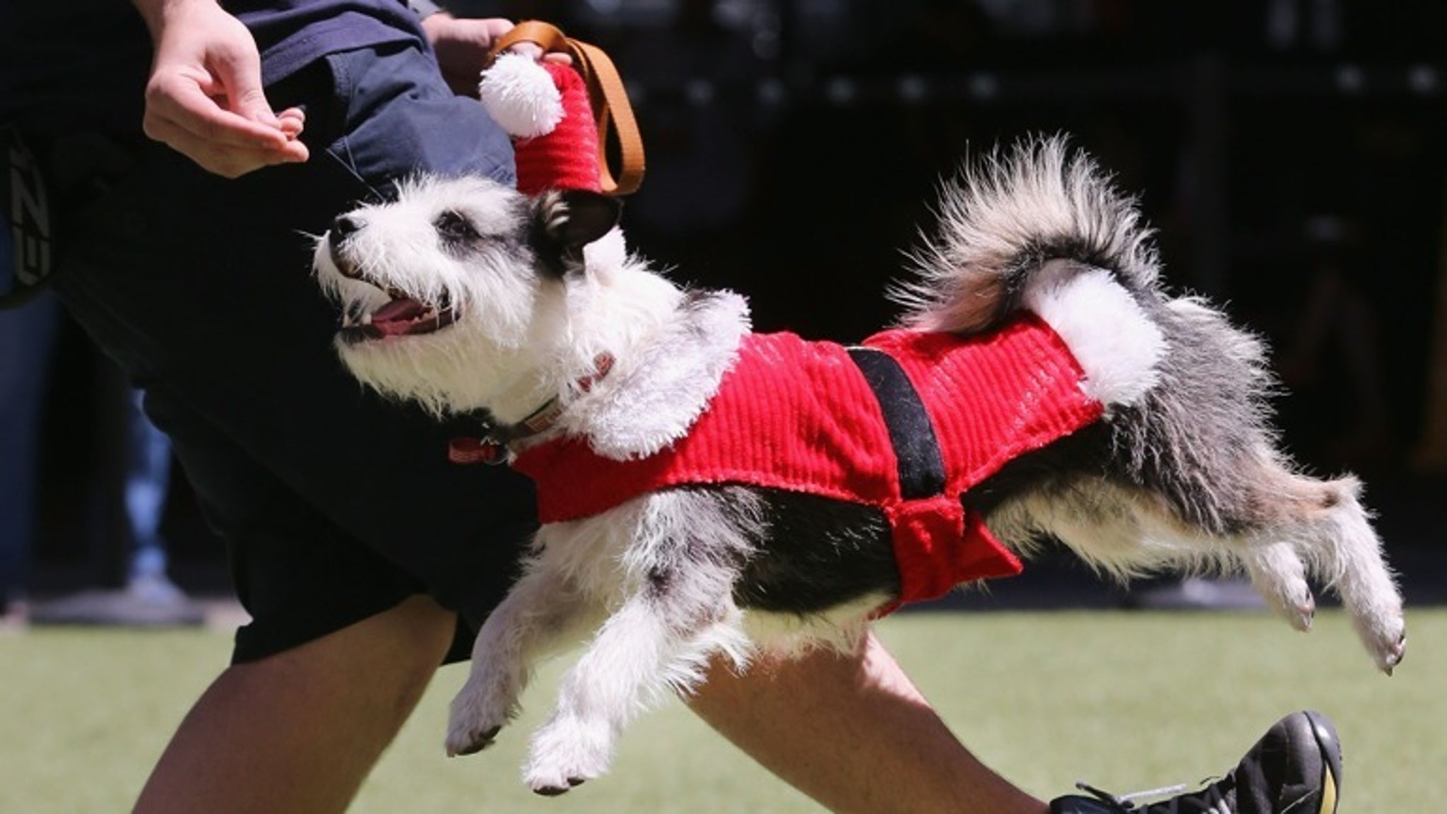 Pooch Pageant -- Dogs Dress-Up for Competition