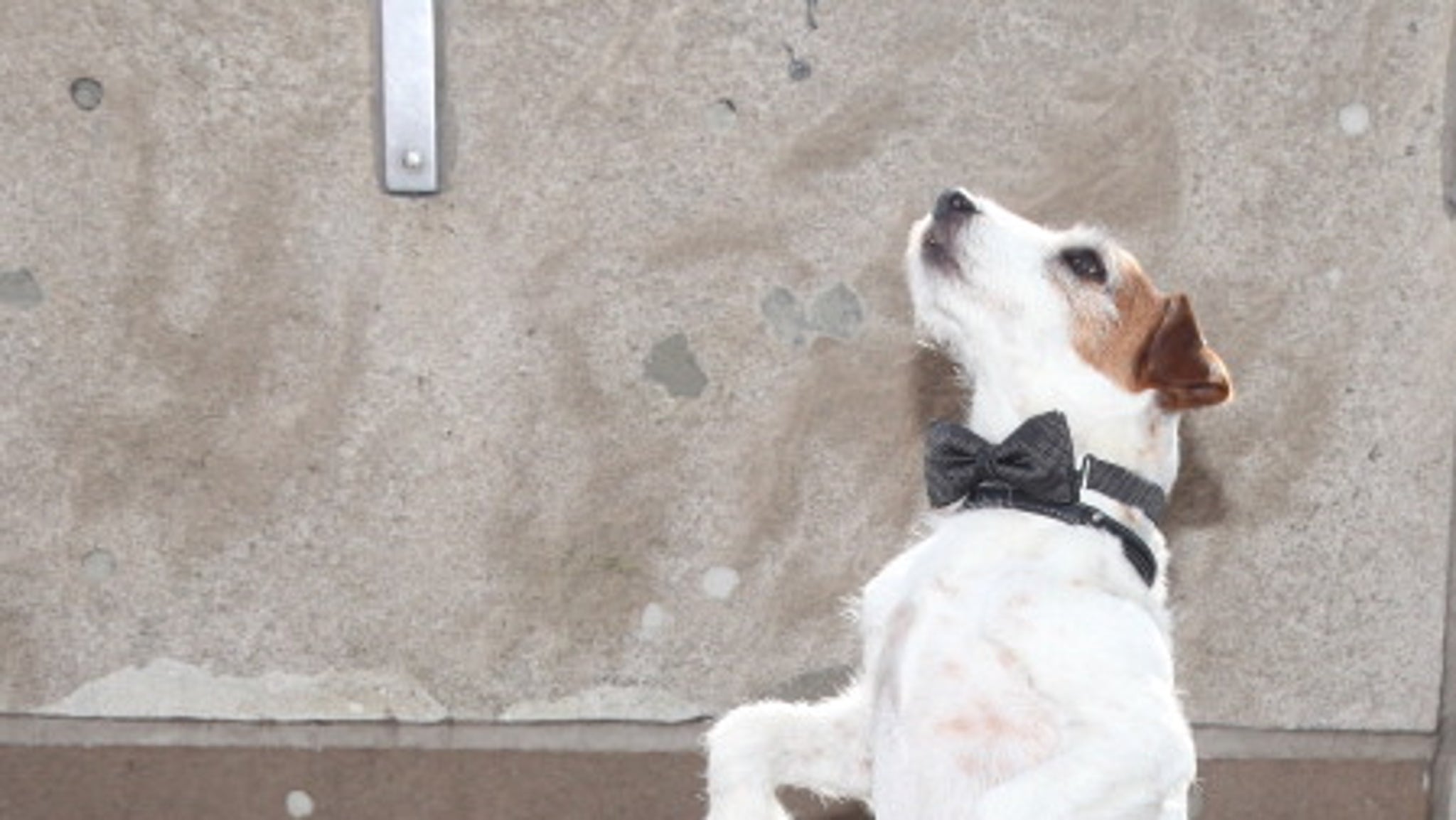 Remembering Uggie