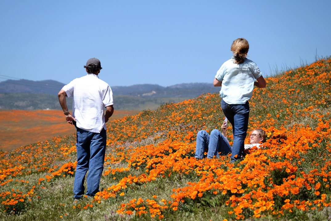 People At The Super Bloom Poppy Fields