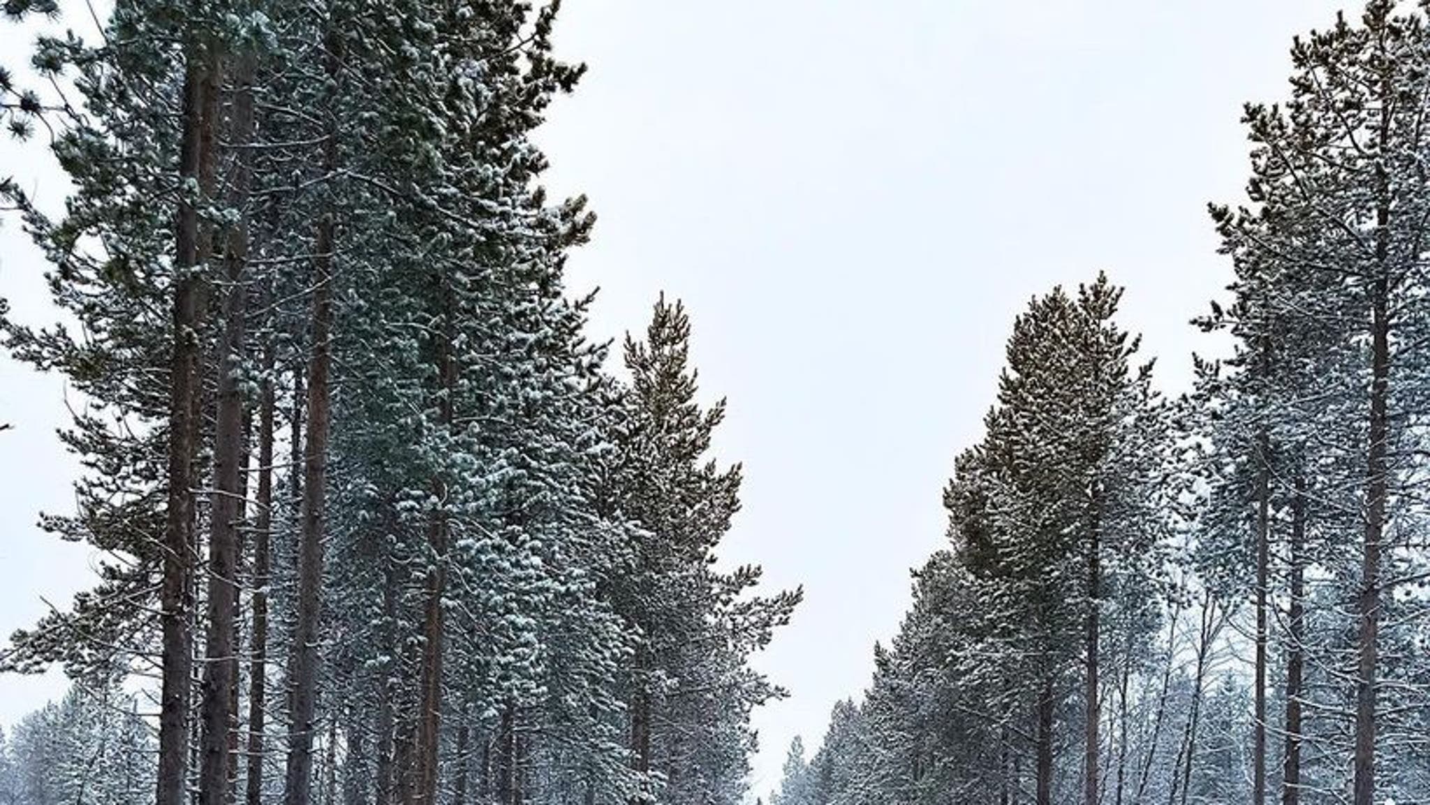 Stars In Snow ... Brrr It's Cold Out Here!