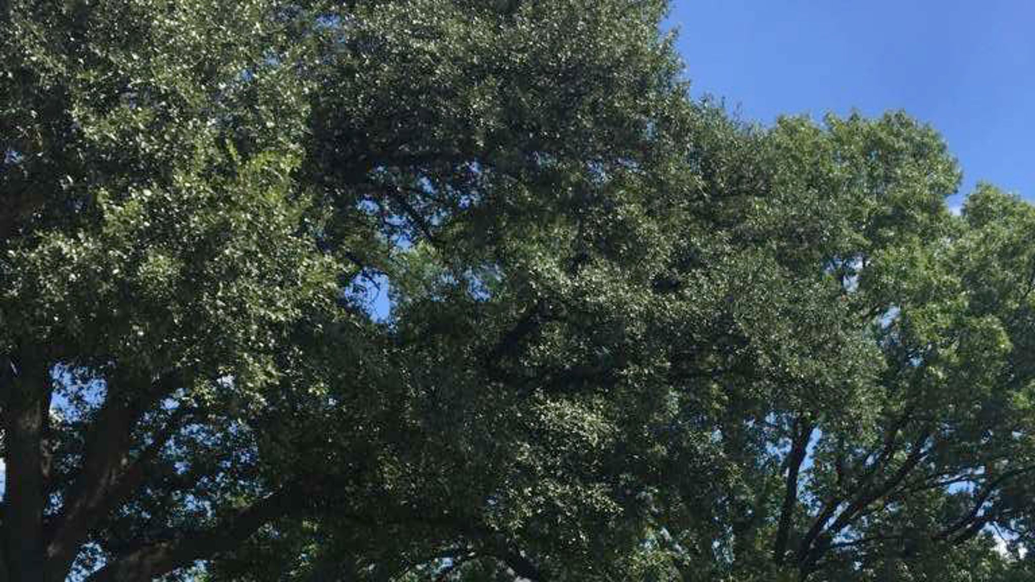 Tony Romo -- Building Insanely Expensive Mansion in Dallas