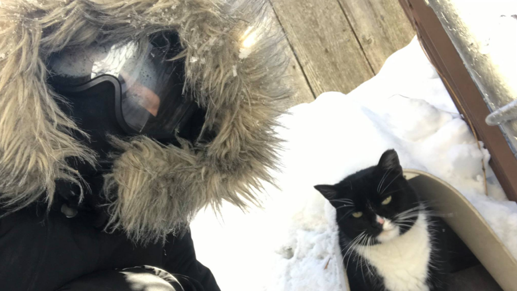 Chicago Cat Community -- Creating Shelters For Cold Conditions