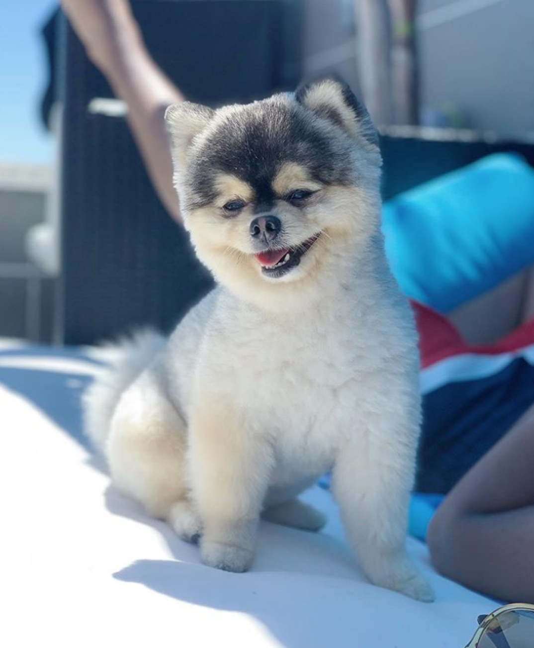 Lucky Lucci -- The Cute Pooch