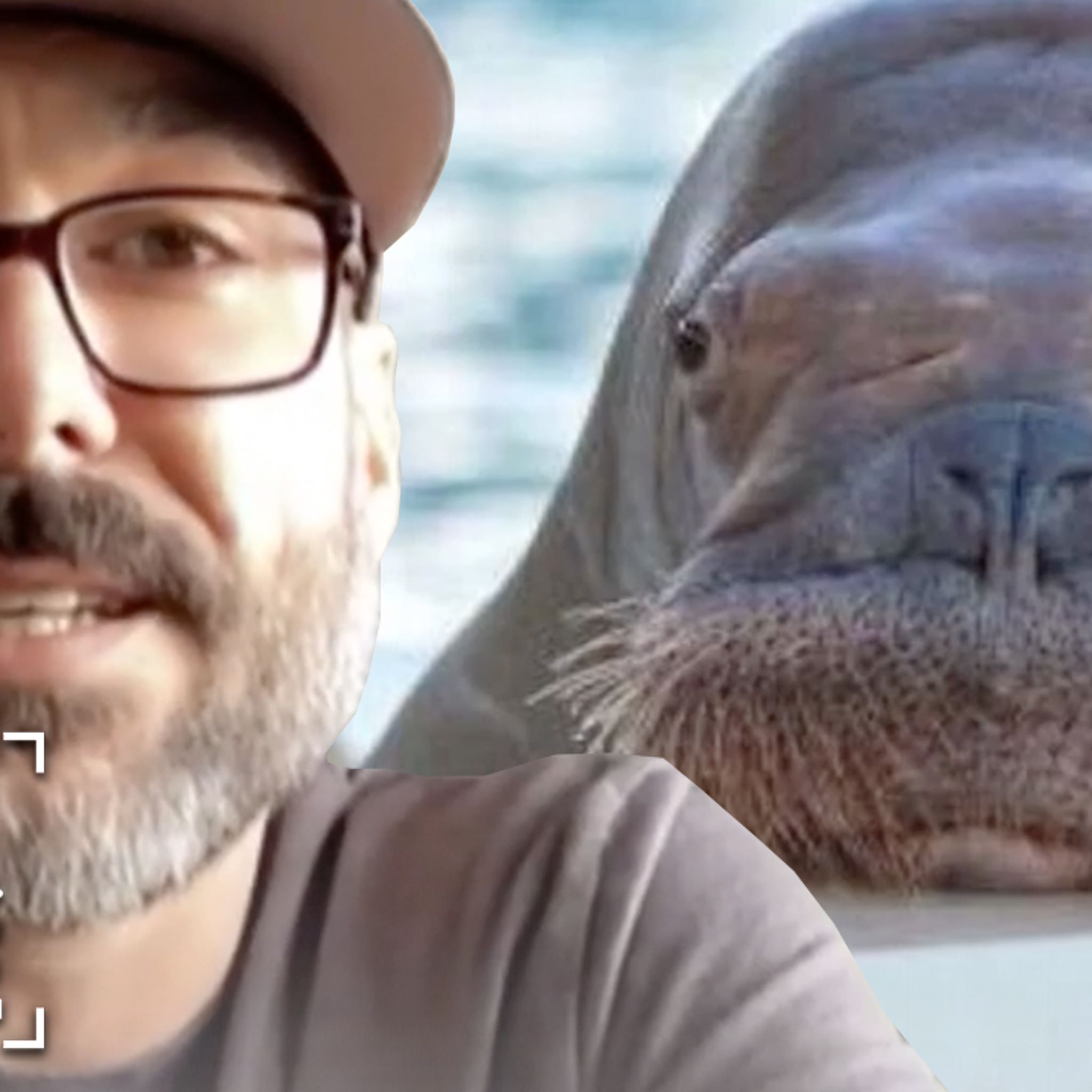 Mythbusters Walrus