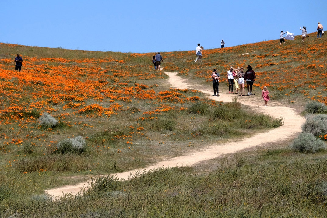 People At The Super Bloom Poppy Fields