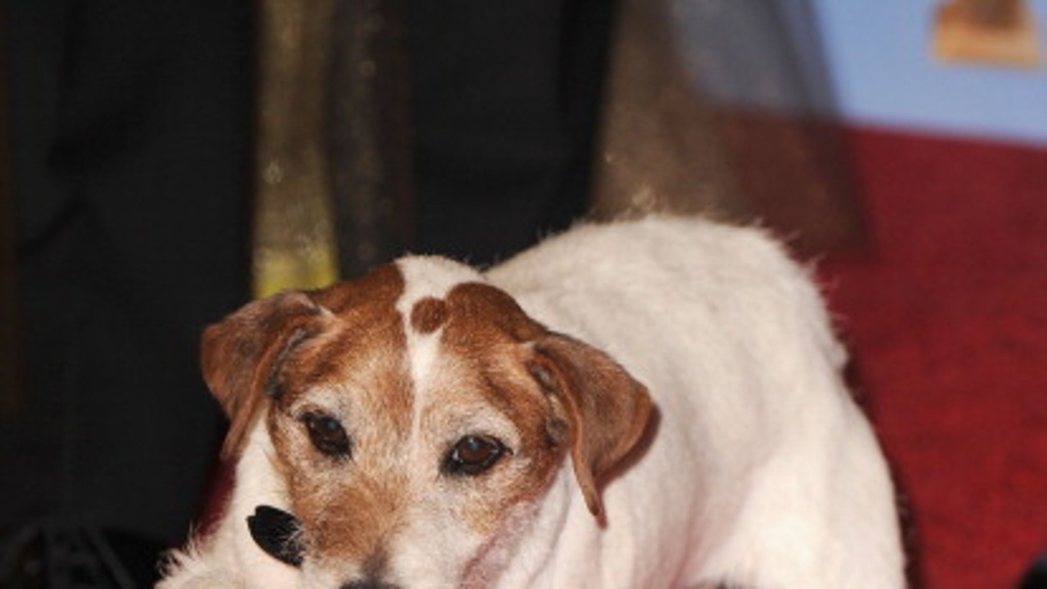 Remembering Uggie