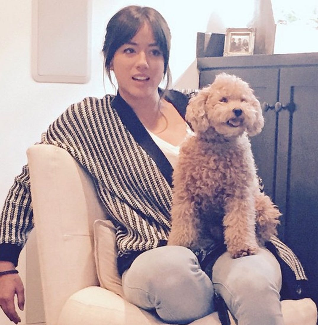 Chloe Bennet Dog