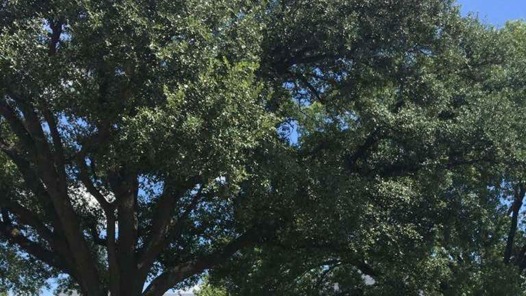 Tony Romo -- Building Insanely Expensive Mansion in Dallas