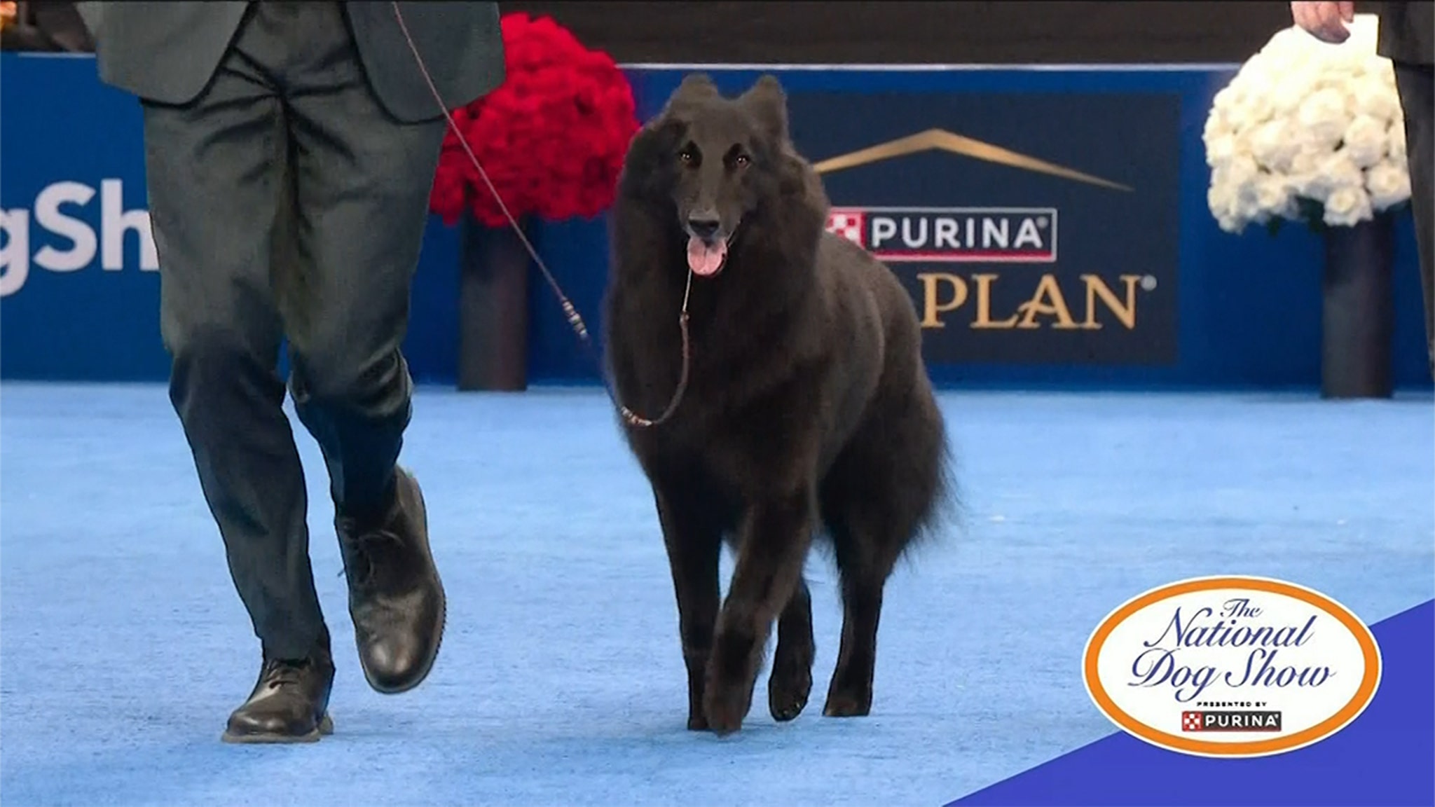 2025 National Dog Show Winner Announced