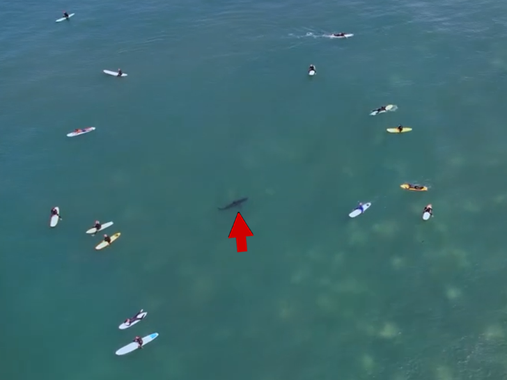 Surfer Films Great White Shark