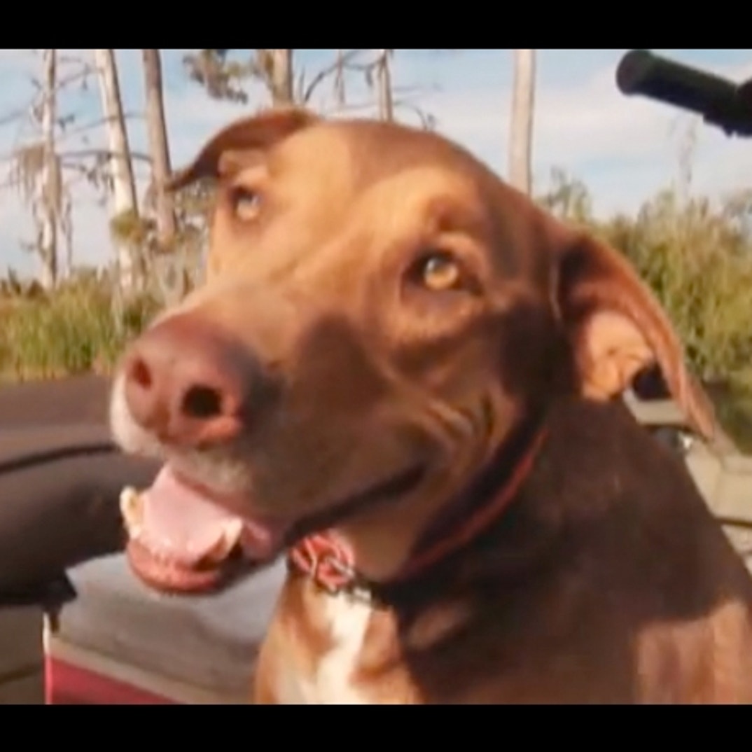 What Happened To Tyler The Alligator Dog