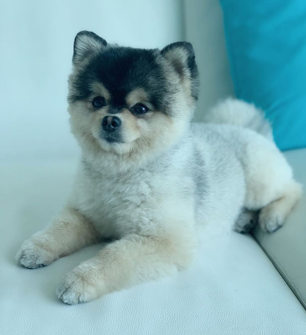 Lucky Lucci -- The Cute Pooch