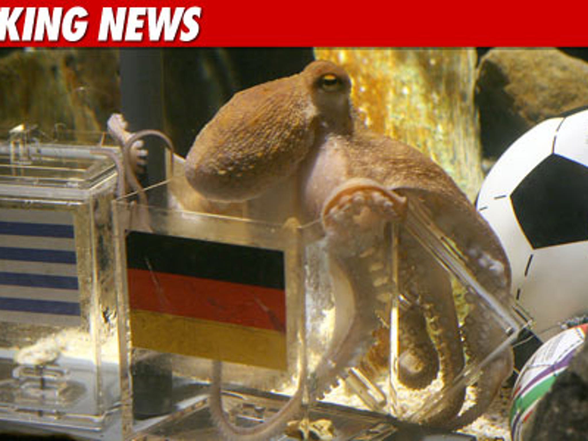 Octopus Paul Killed In Rome