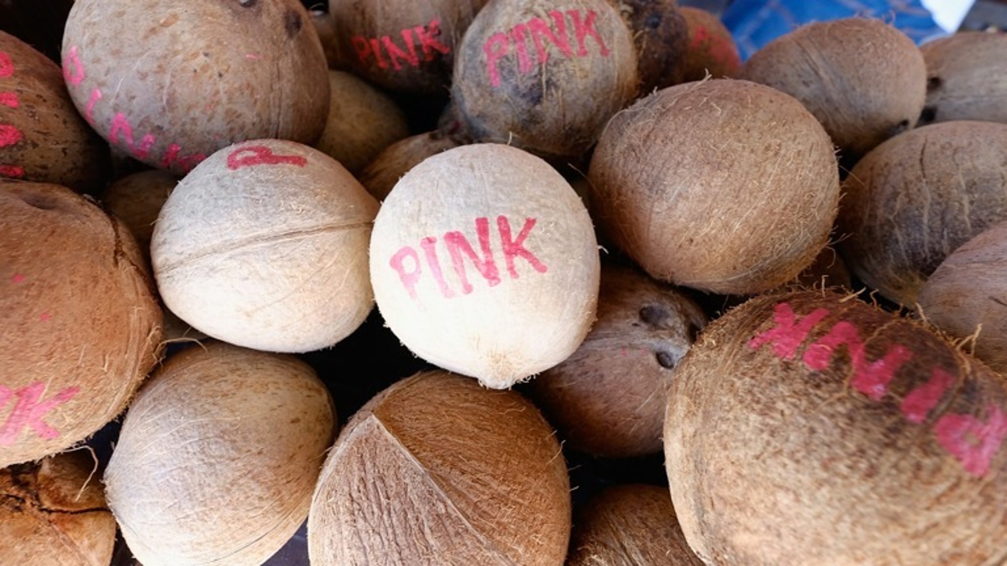 Victoria's Secret PINK Spring Break Party