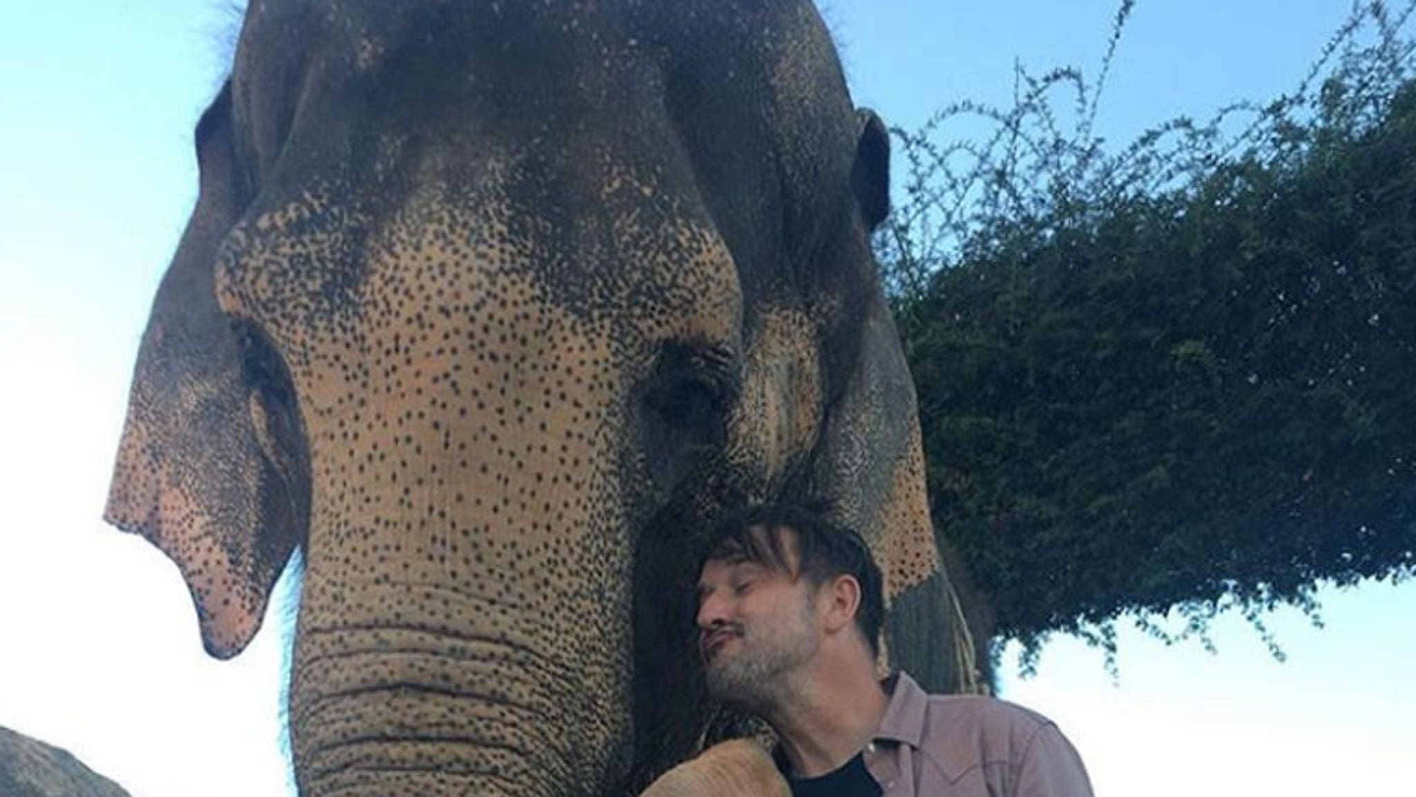 Stars With Elephants