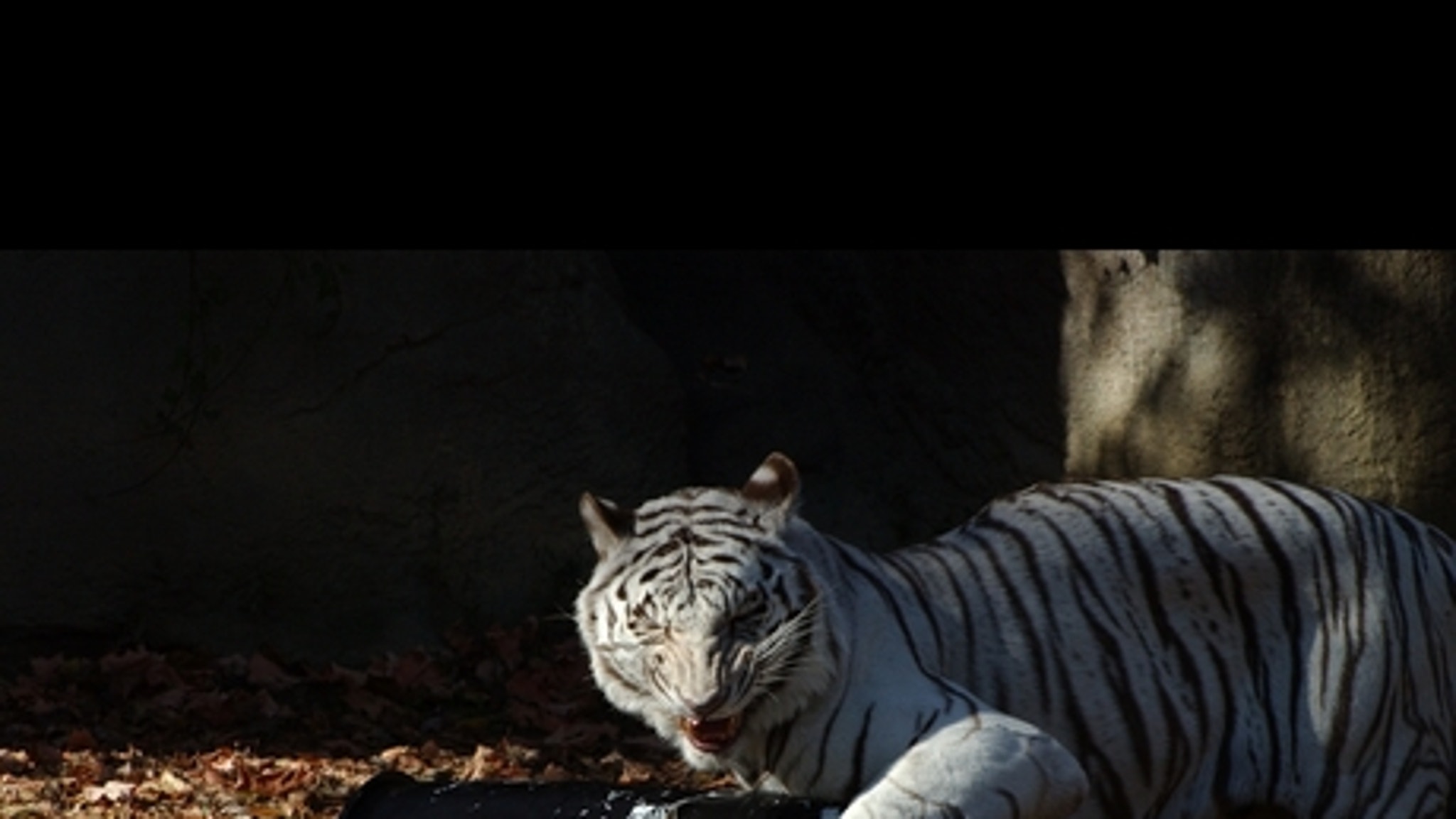 Tiger Eating Steelers