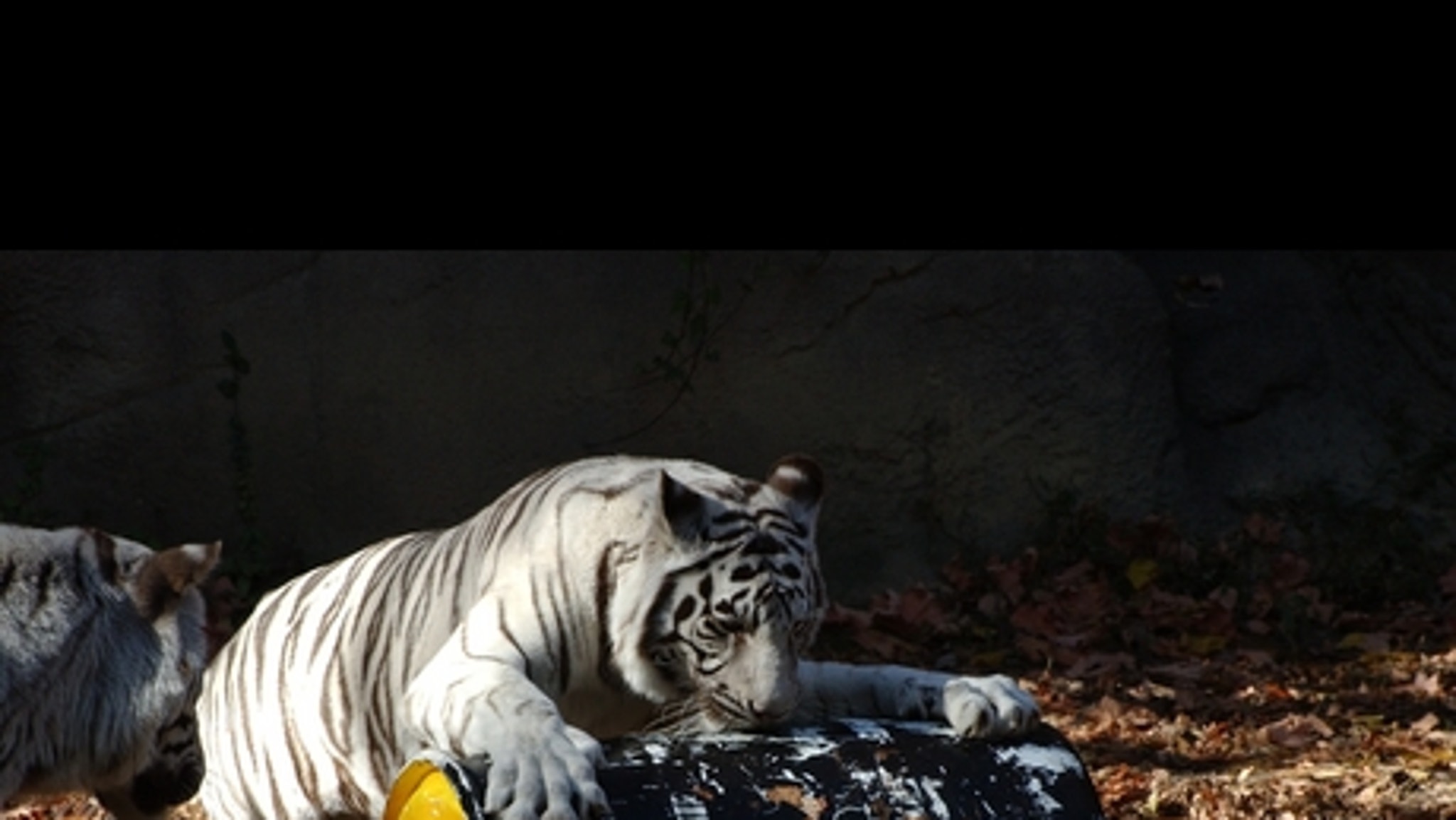 Tiger Eating Steelers