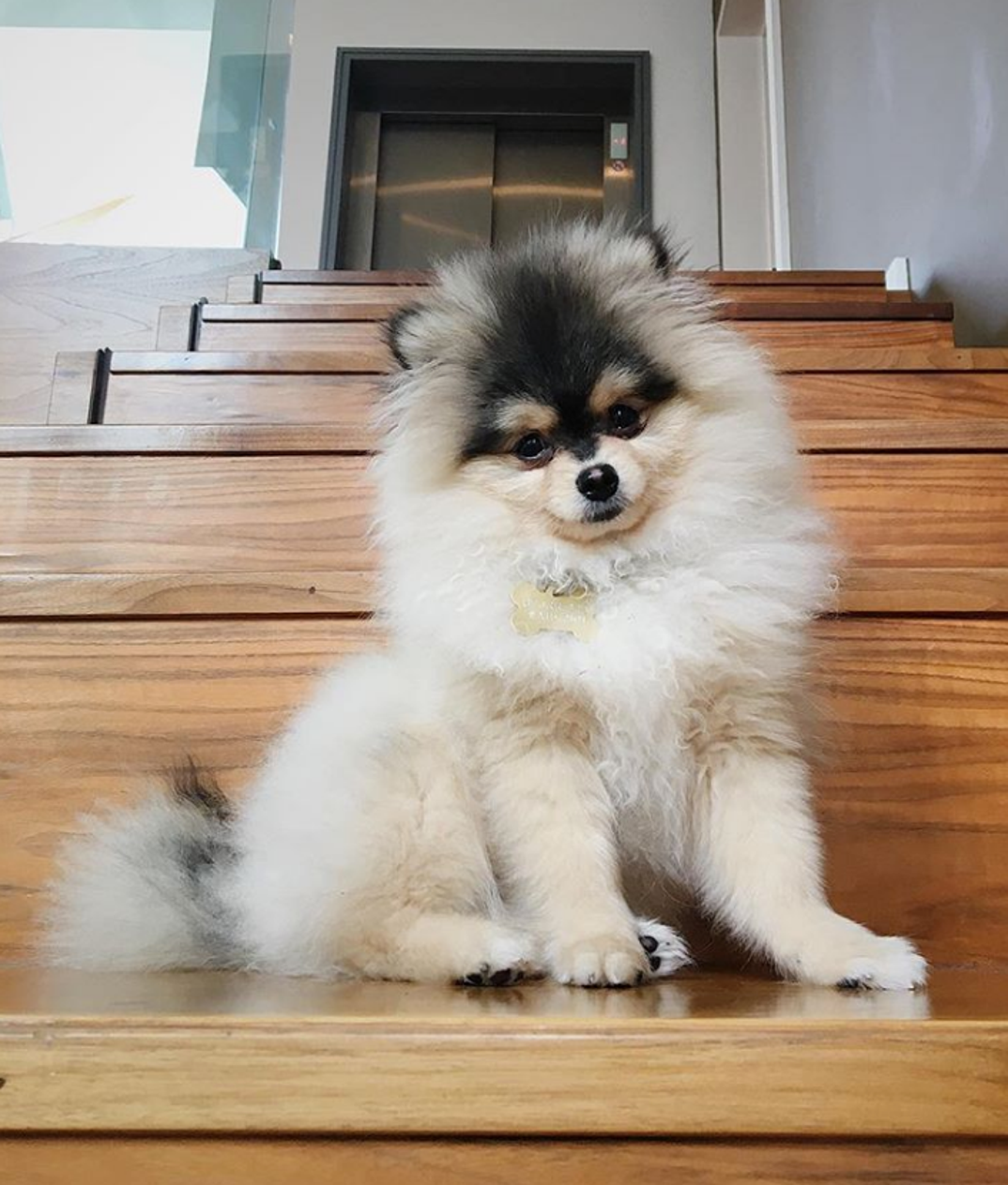 Lucky Lucci -- The Cute Pooch