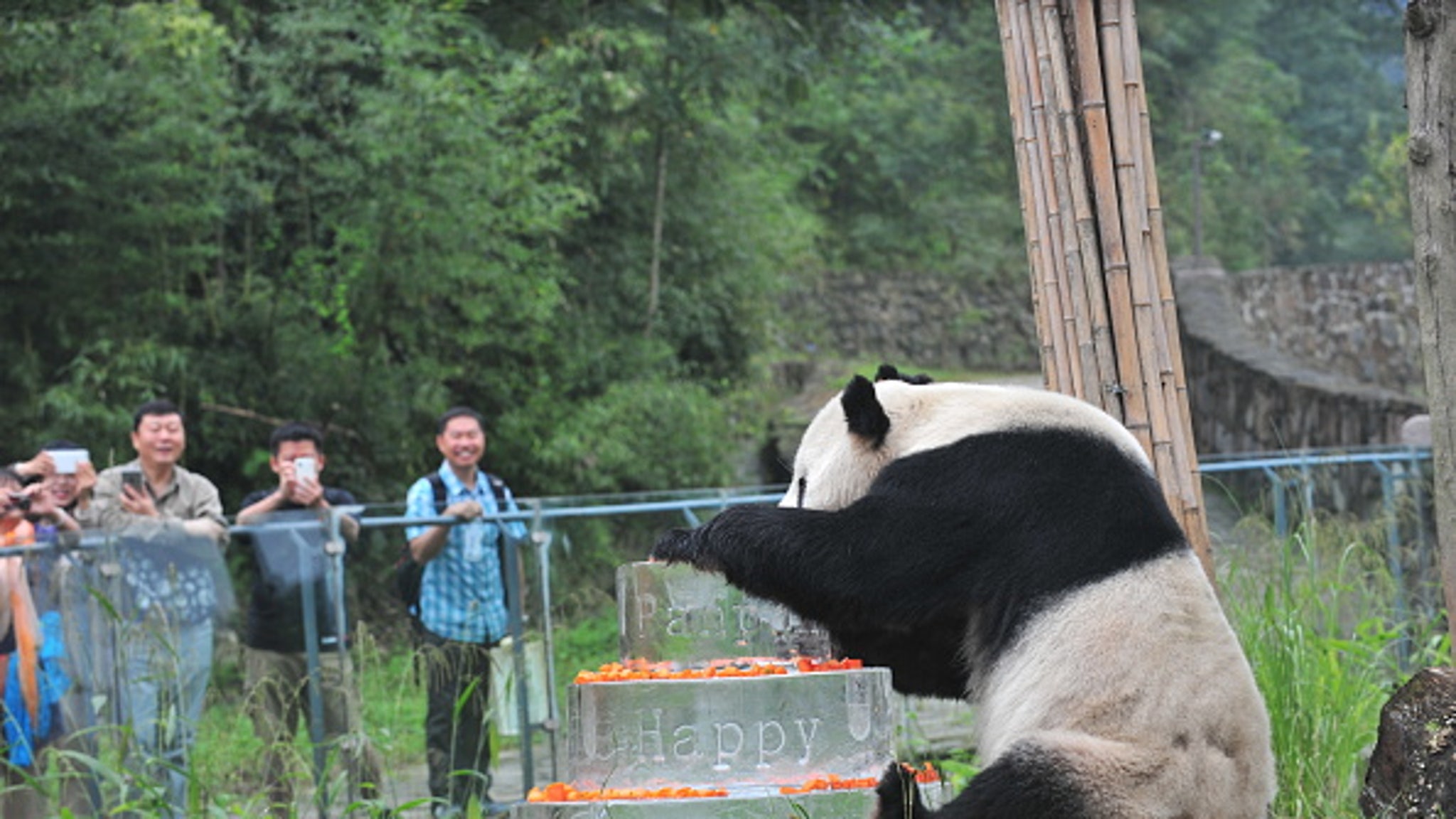 Pan Pan the Giant Panda Celebrates 30th Birthday with Frozen Cake