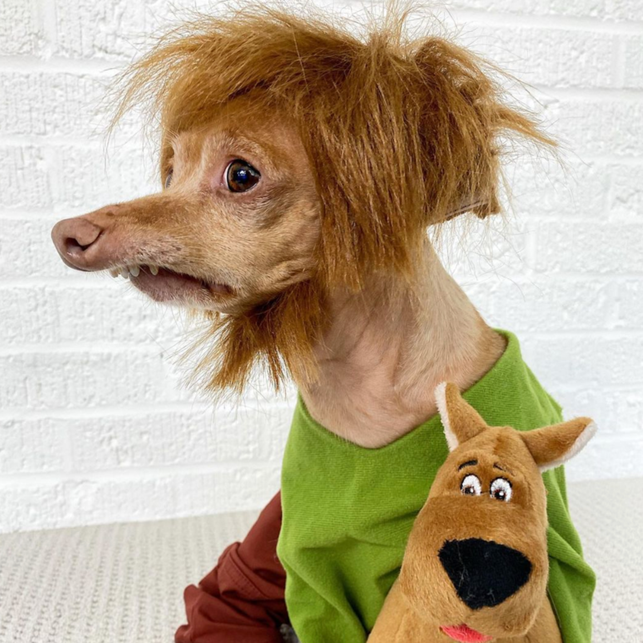 Tuna Dog Wig