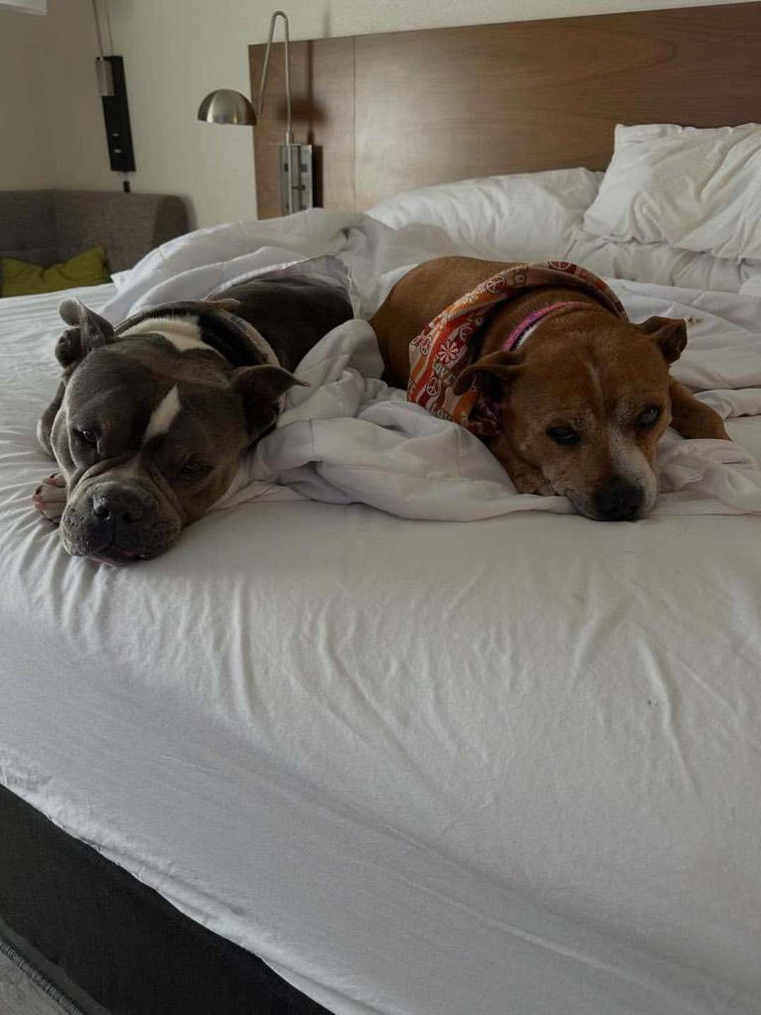 Sheamus' Dog Betty