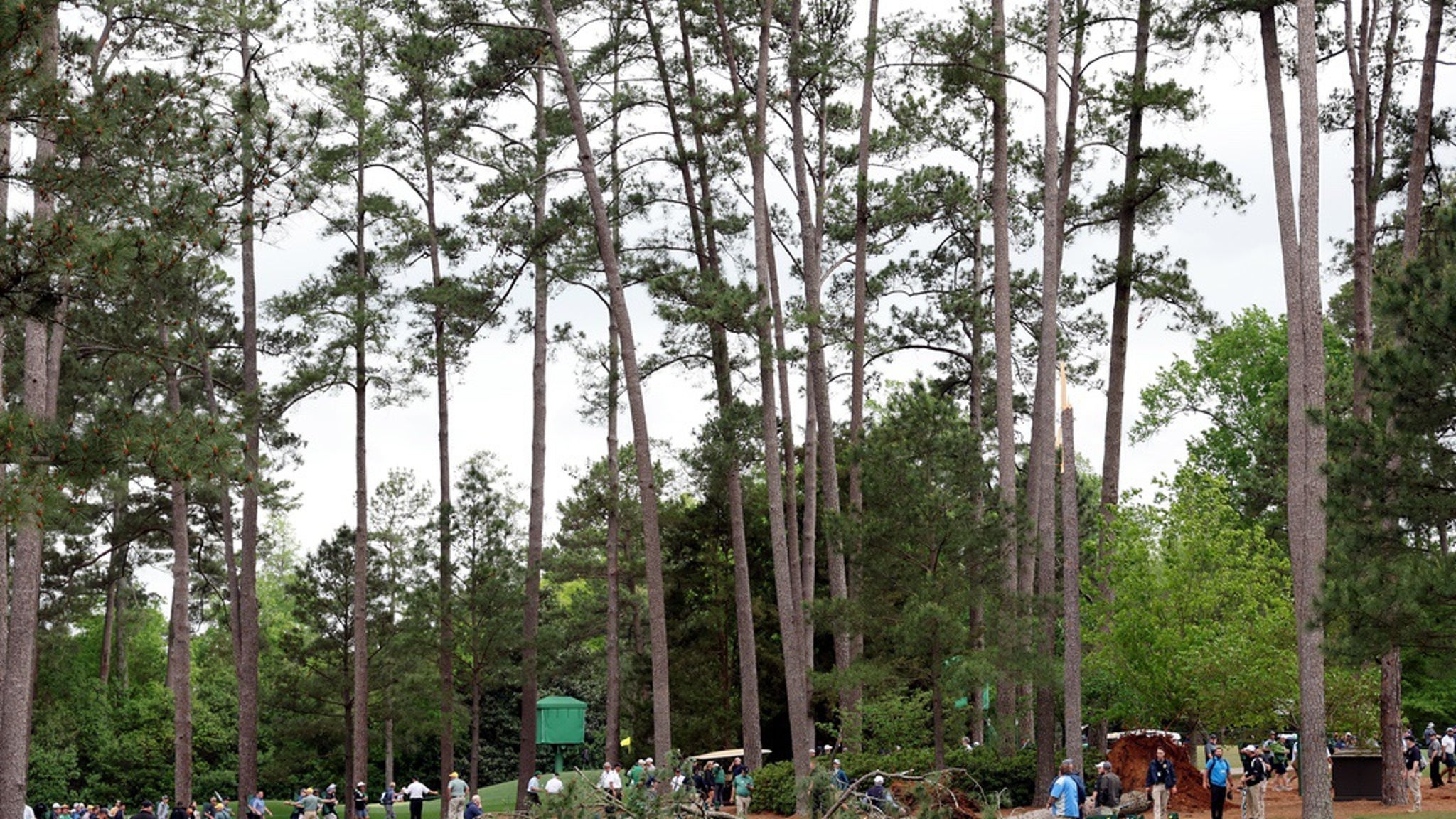 Tree Falls At The Masters