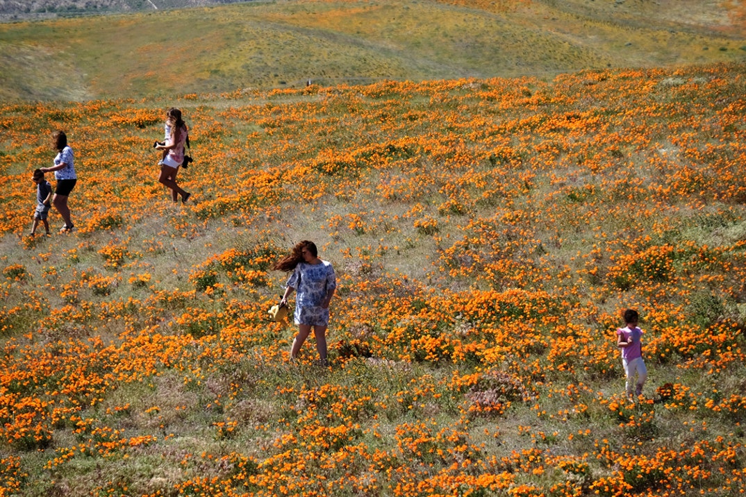 People At The Super Bloom Poppy Fields