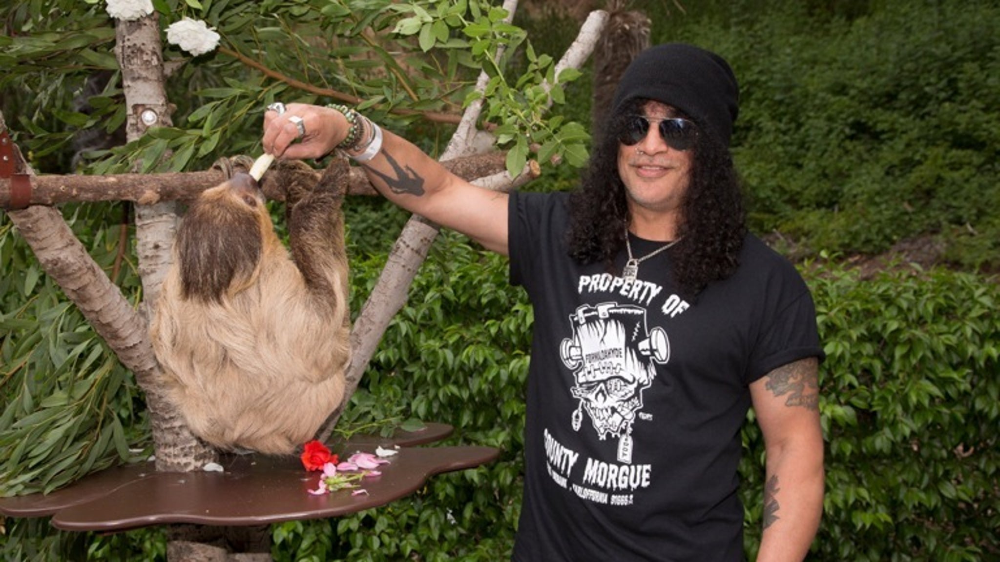 Slash Hangin' With A Sloth