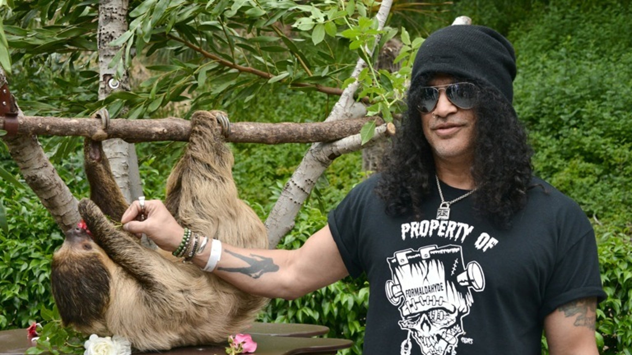 Slash Hangin' With A Sloth