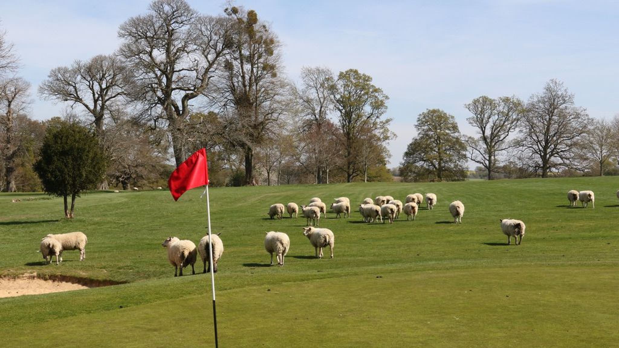 Sheep Take Over As Greenskeepers On English Golf Course
