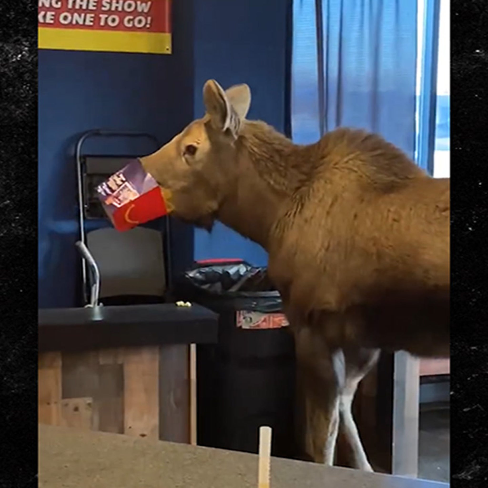 Moose In Movie Theater Alaska 60 Photos - Moonagedaydream.film