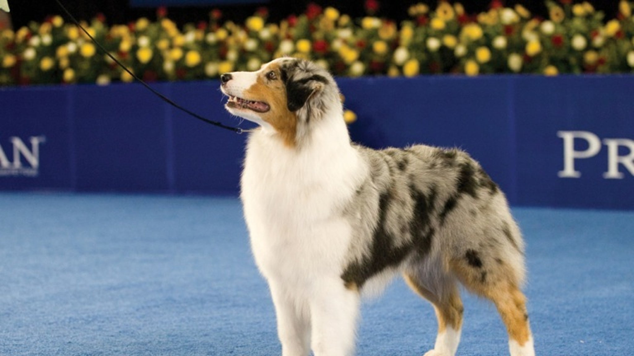 Best in Show Winners at National Dog Show Presented by Purina