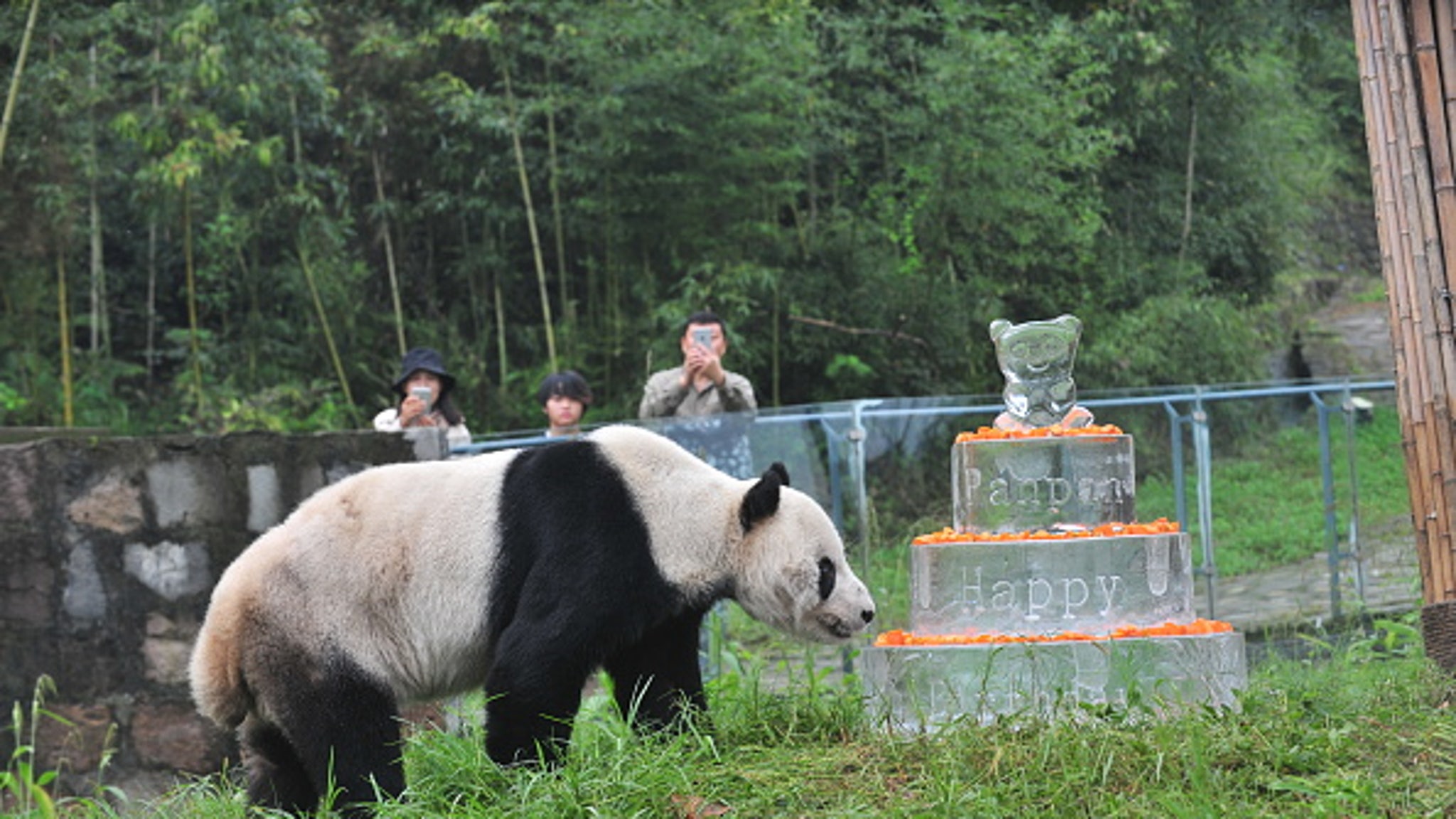 Pan Pan the Giant Panda Celebrates 30th Birthday with Frozen Cake