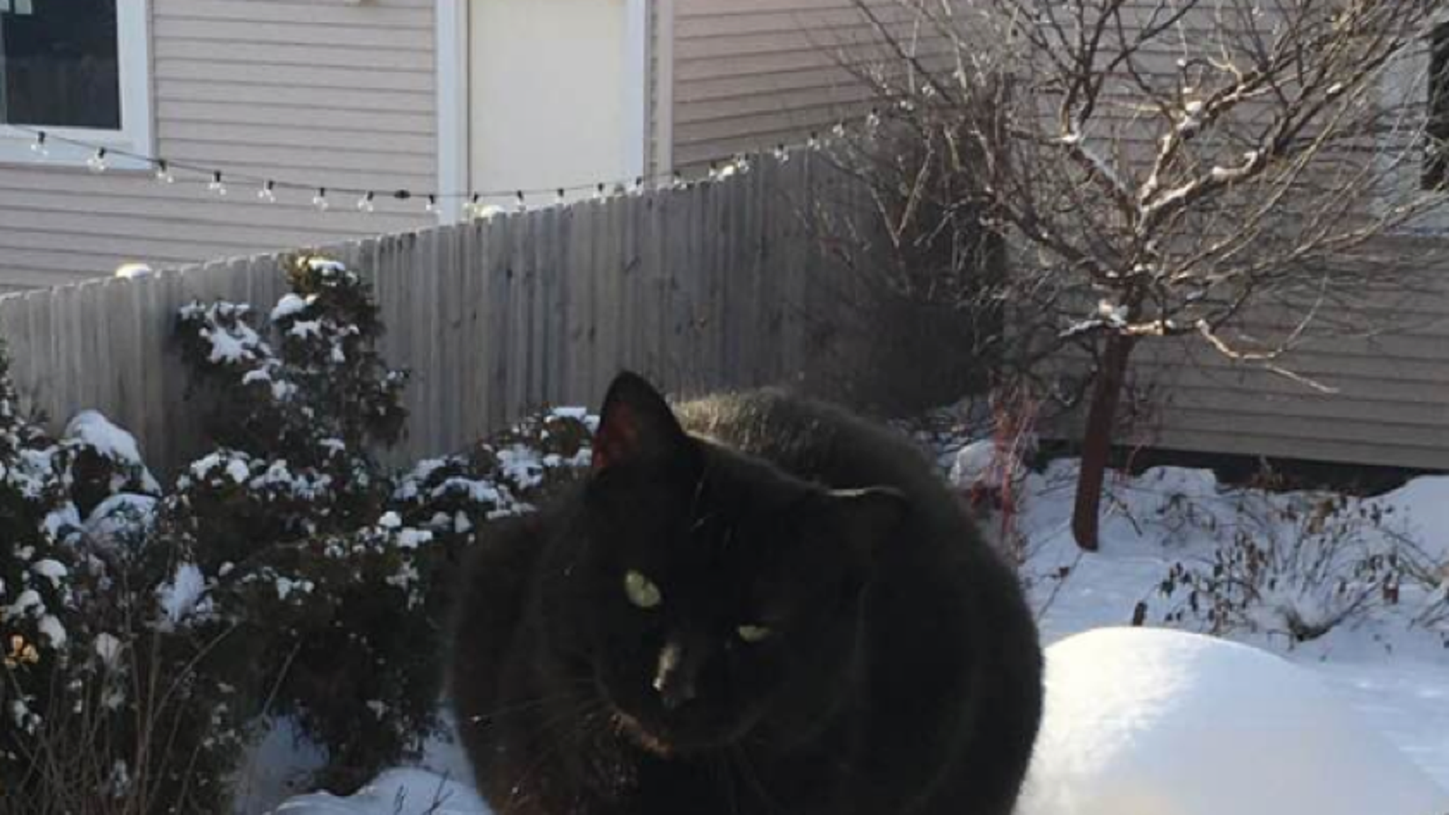 Chicago Cat Community -- Creating Shelters For Cold Conditions