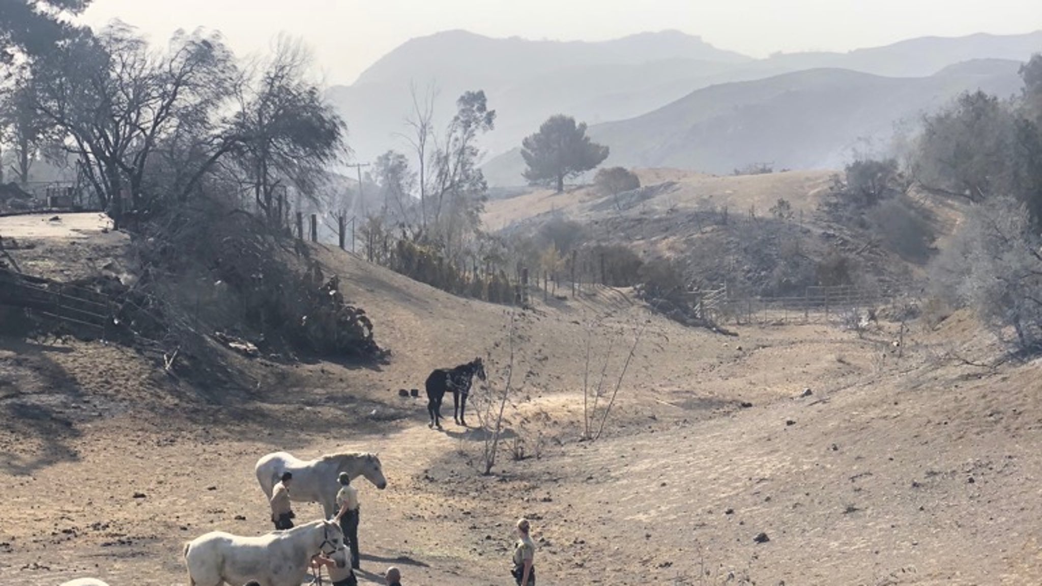 Animals in the Woolsey Fire
