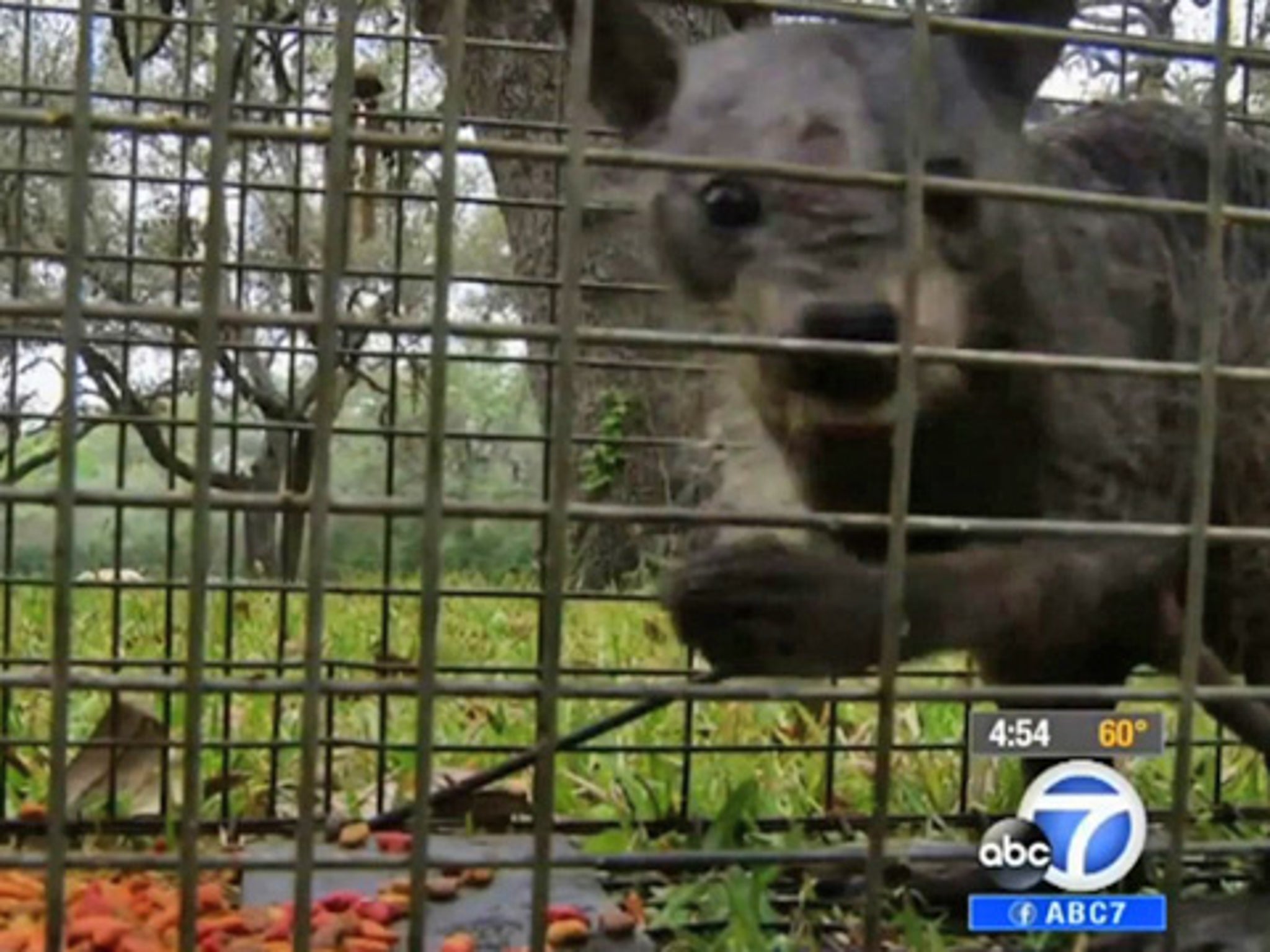 El Chupacabra Sightings